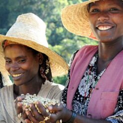 Cà phê Ethiopia Jimma Gera COE 2021 sơ chế Ướt - Visty