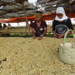 Cà phê Ethiopia Jimma Gera COE 2021 sơ chế Ướt - Visty