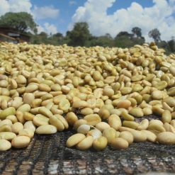 Cà phê Ethiopia Jimma Gera COE 2021 sơ chế Ướt - Visty