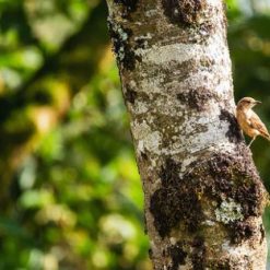 Cà phê Ethiopia Jimma Gera COE 2021 sơ chế Ướt - Visty