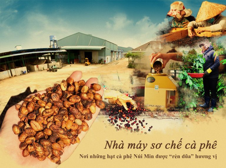 Vị ngọt phá cách của cà phê Núi Min sơ chế Yếm Khí
